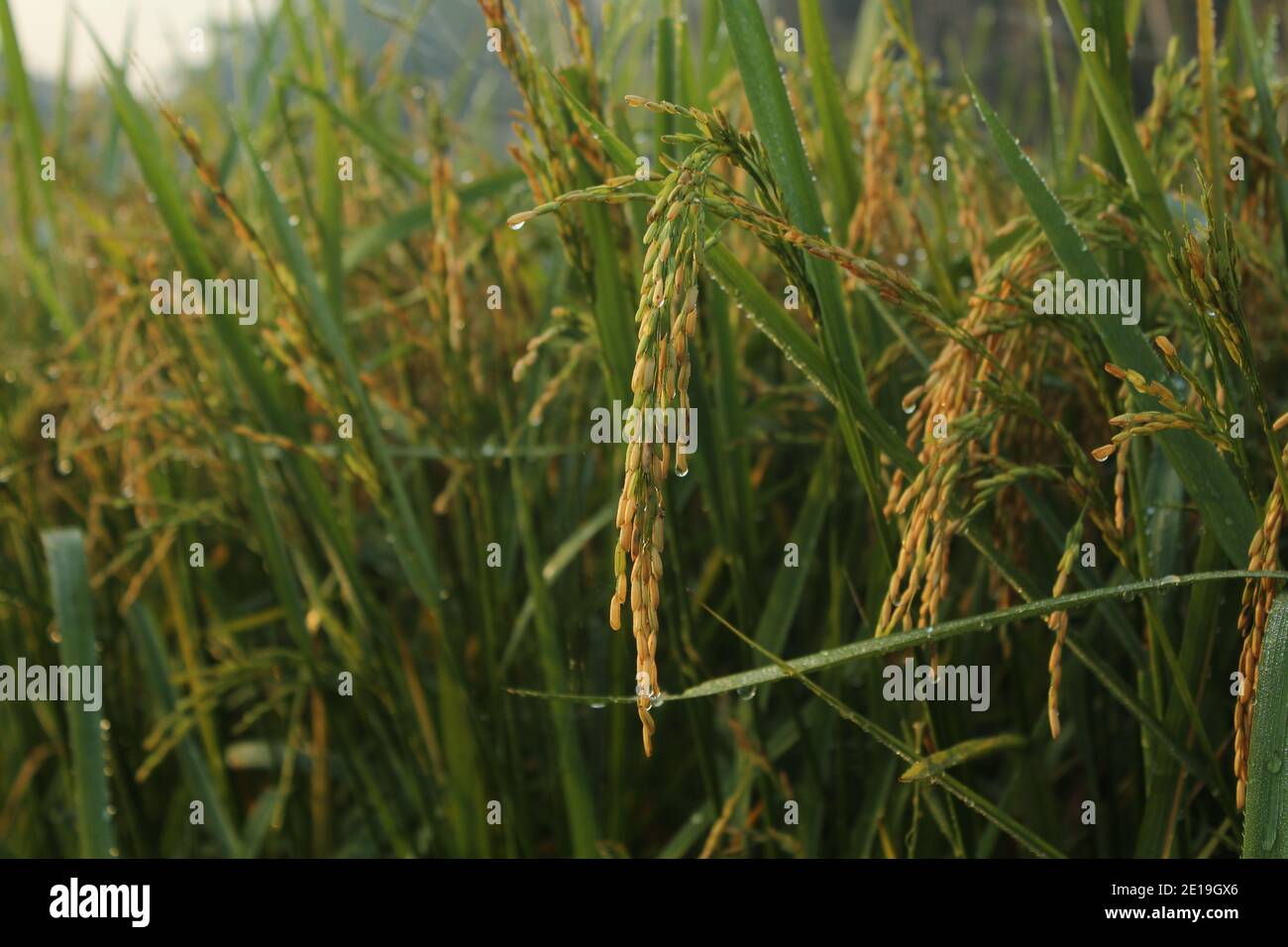 rice field india Stock Photo - Alamy