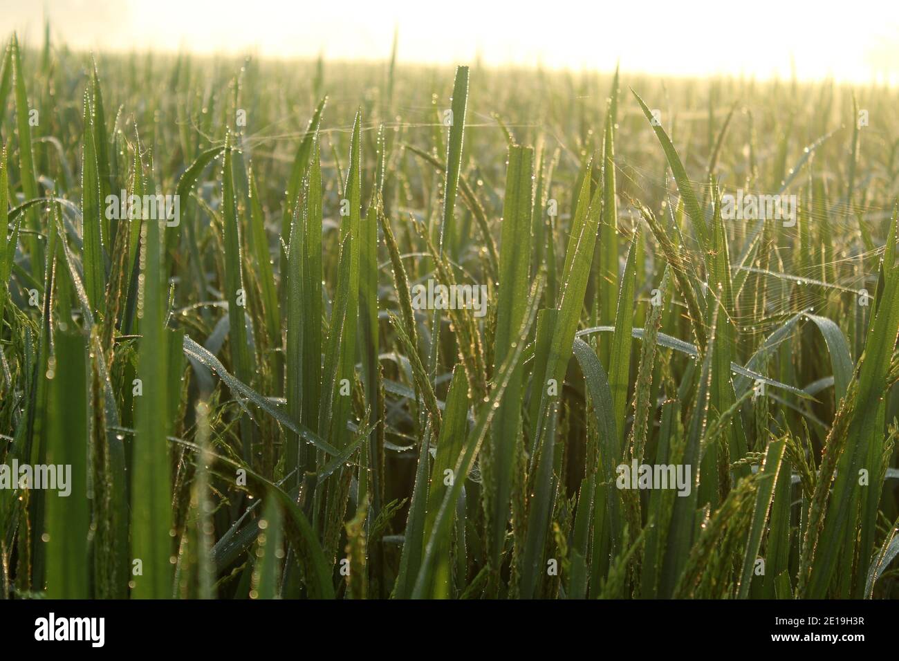 rice field india Stock Photo - Alamy