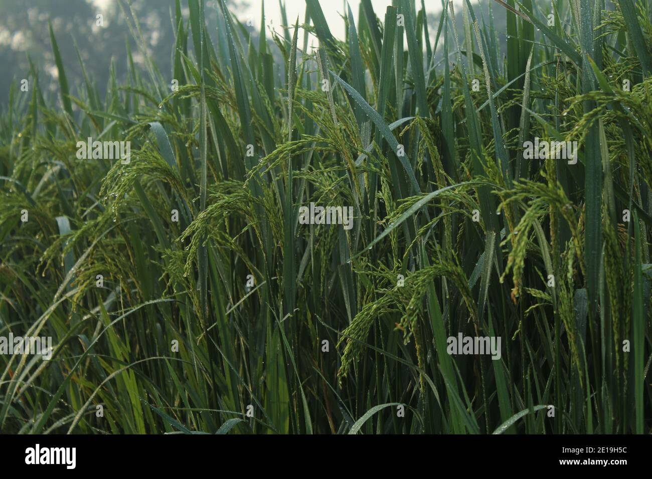 rice field india Stock Photo - Alamy