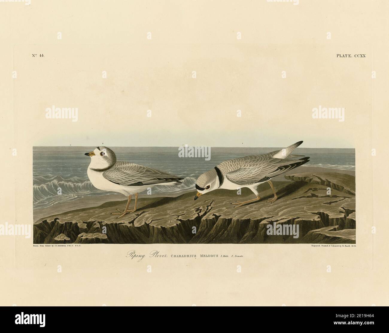 High quality drawing of plover hi-res stock photography and images - Alamy