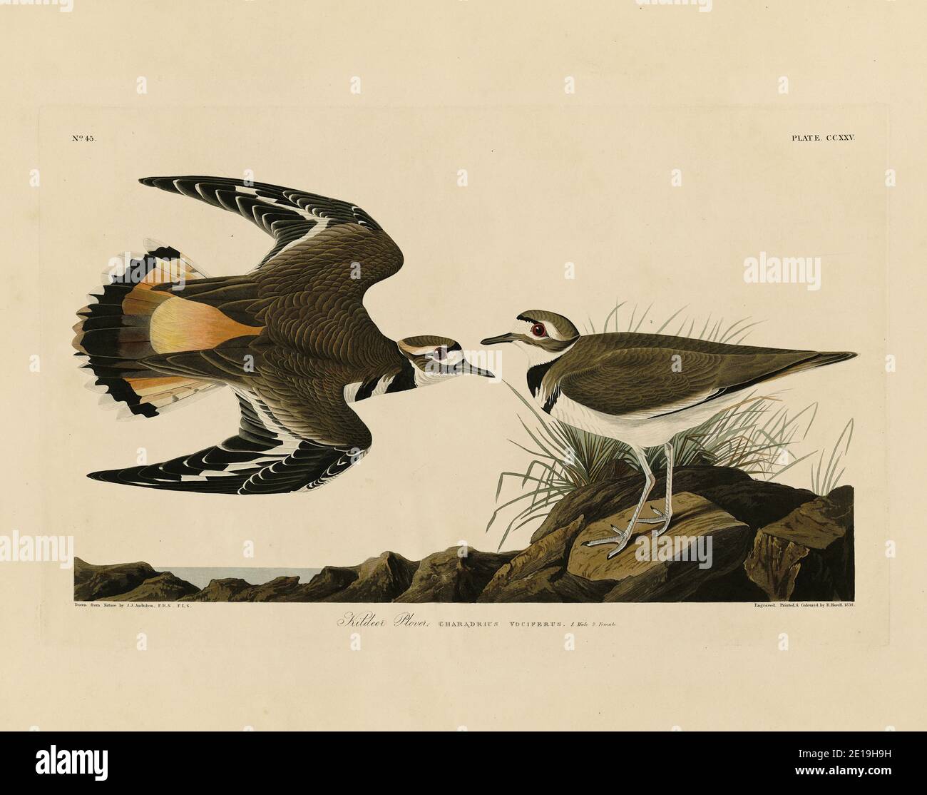 Kildeer bird hi-res stock photography and images - Alamy