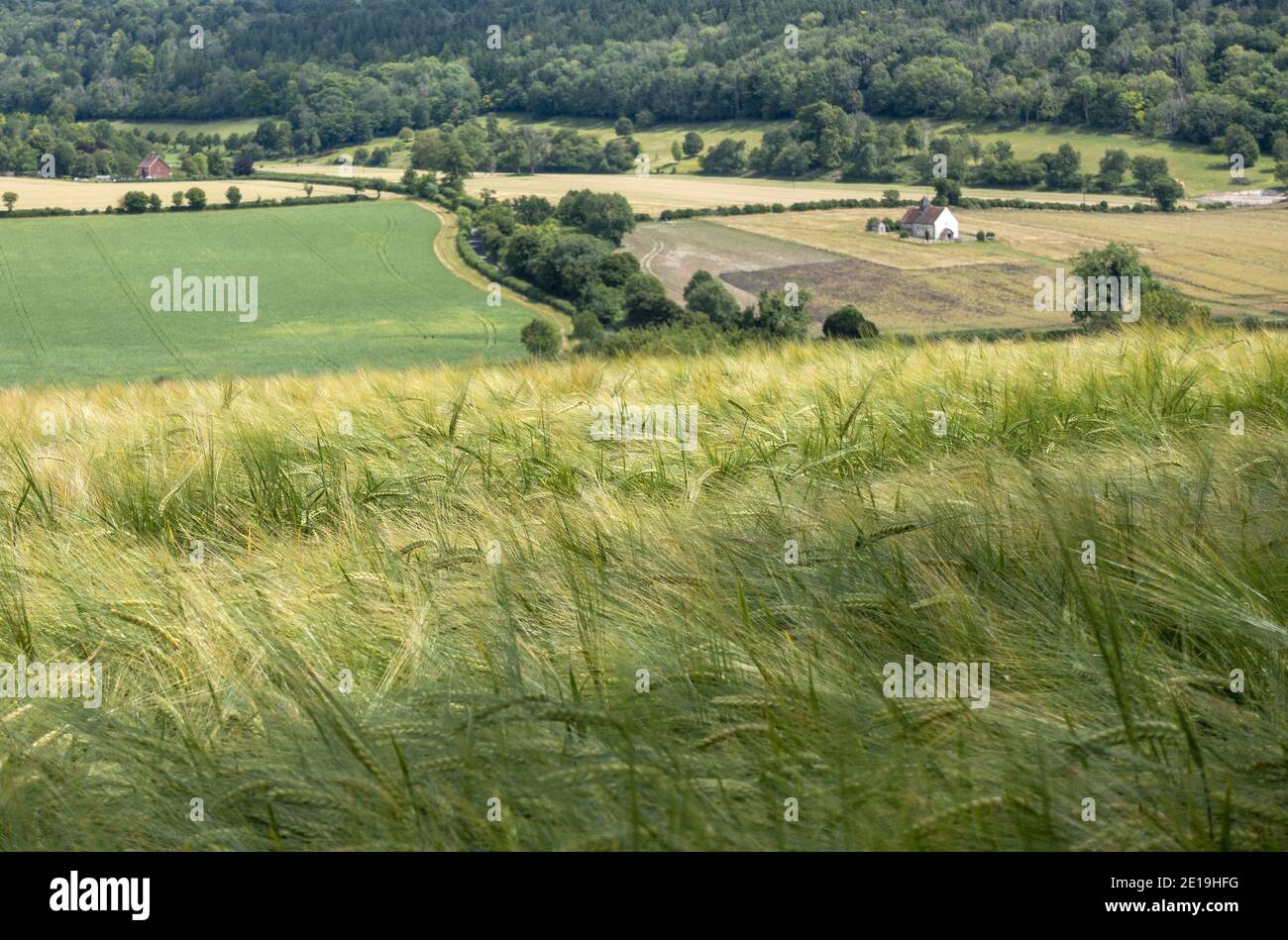 View across wheat fields towards St Hubert's Church in Idsworth, South ...