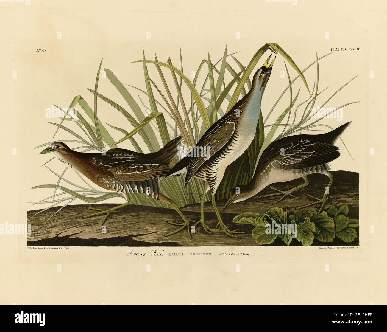 Birds sora rail hi-res stock photography and images - Alamy