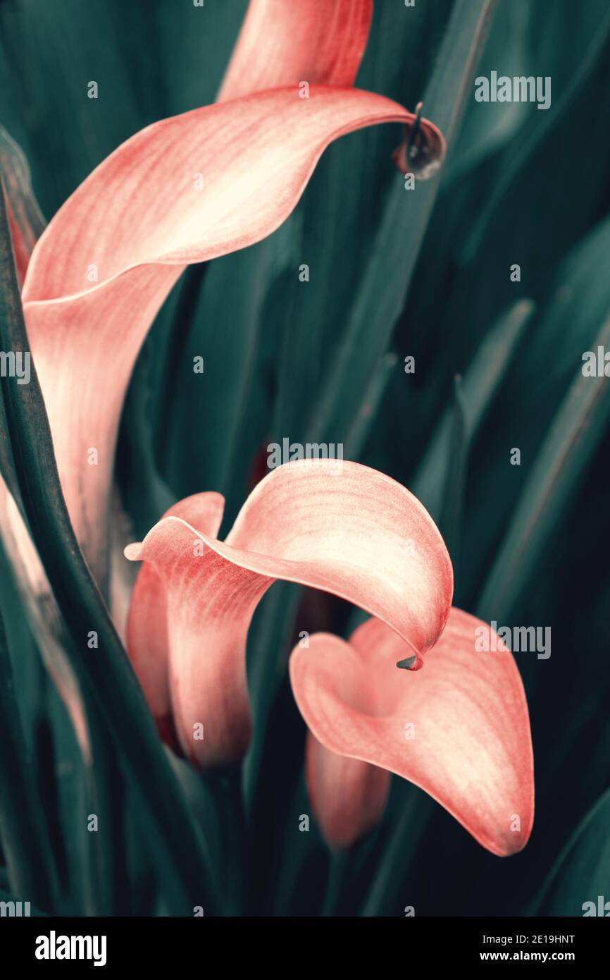 Pink Calla flowers stylized Stock Photo - Alamy