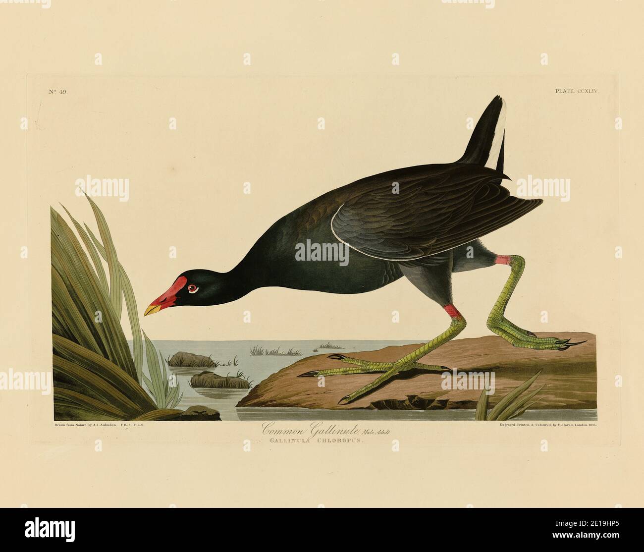 Common moorhen sketch hi-res stock photography and images - Alamy