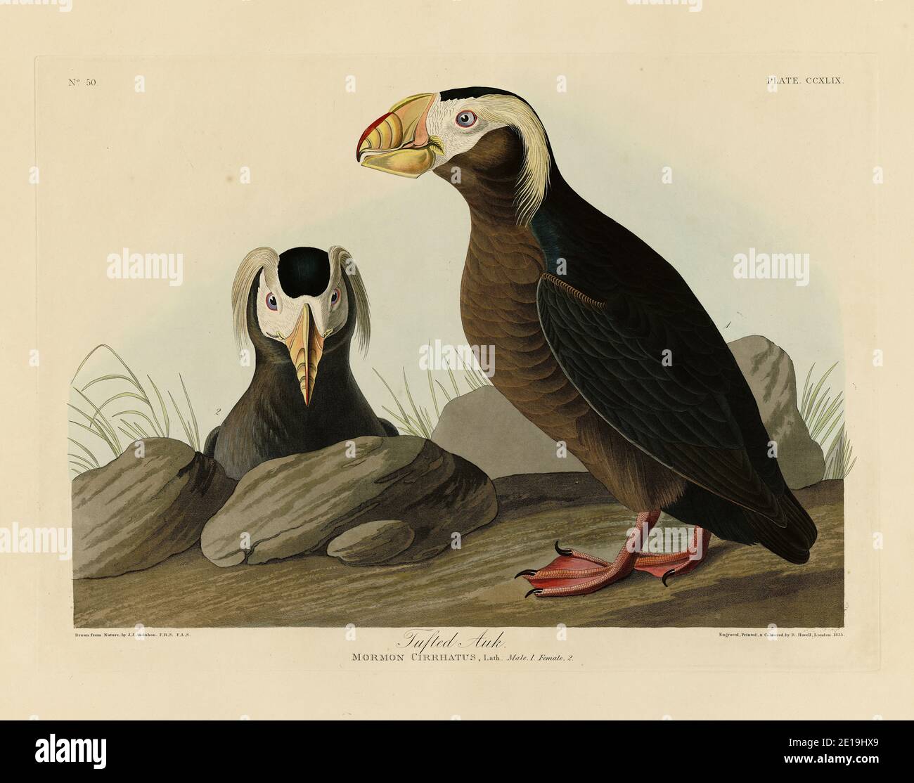 Plate 249 Tufted Auk (Tufted Puffin, Crested Puffin) from The Birds of ...