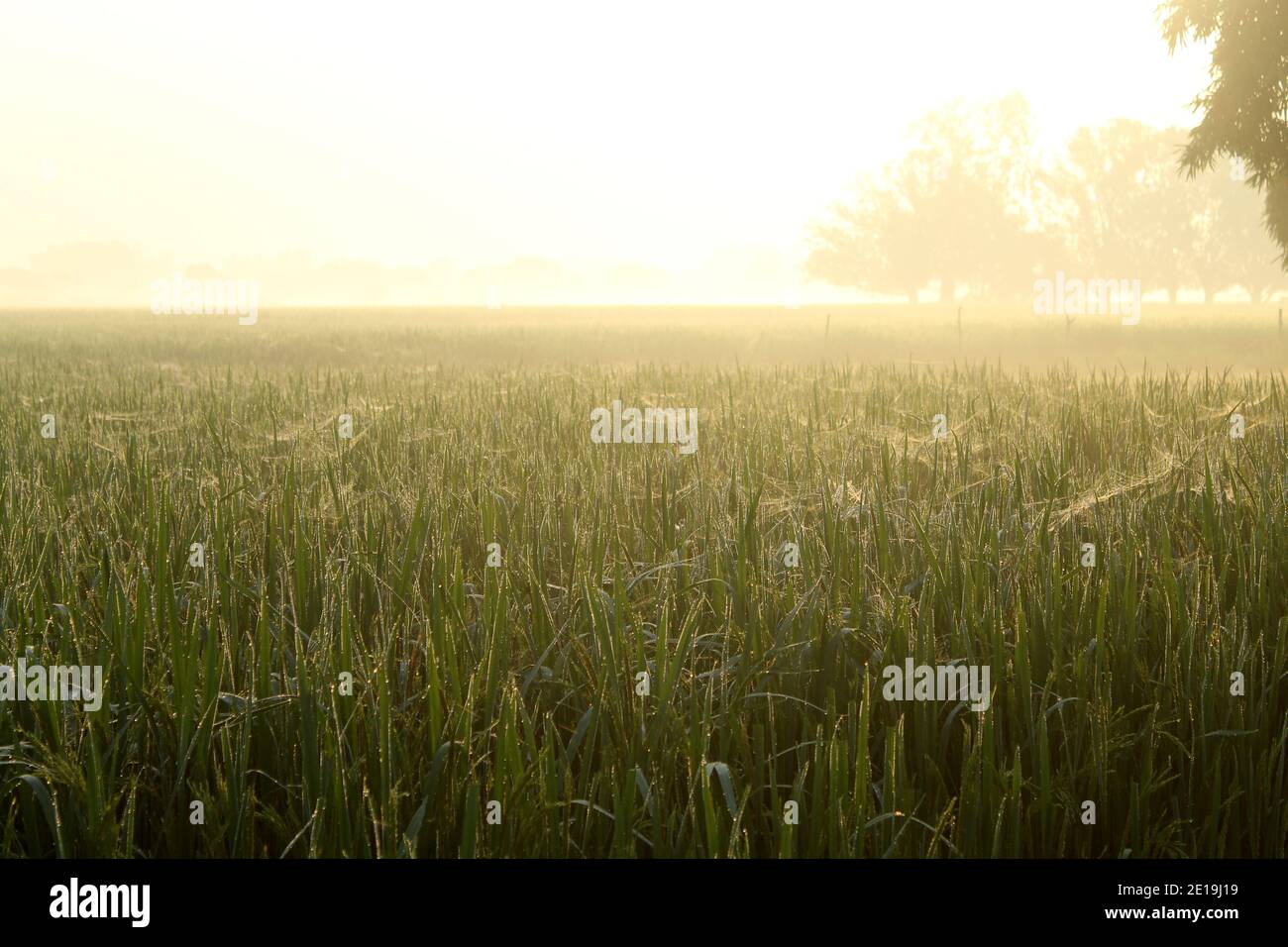 rice field india Stock Photo - Alamy
