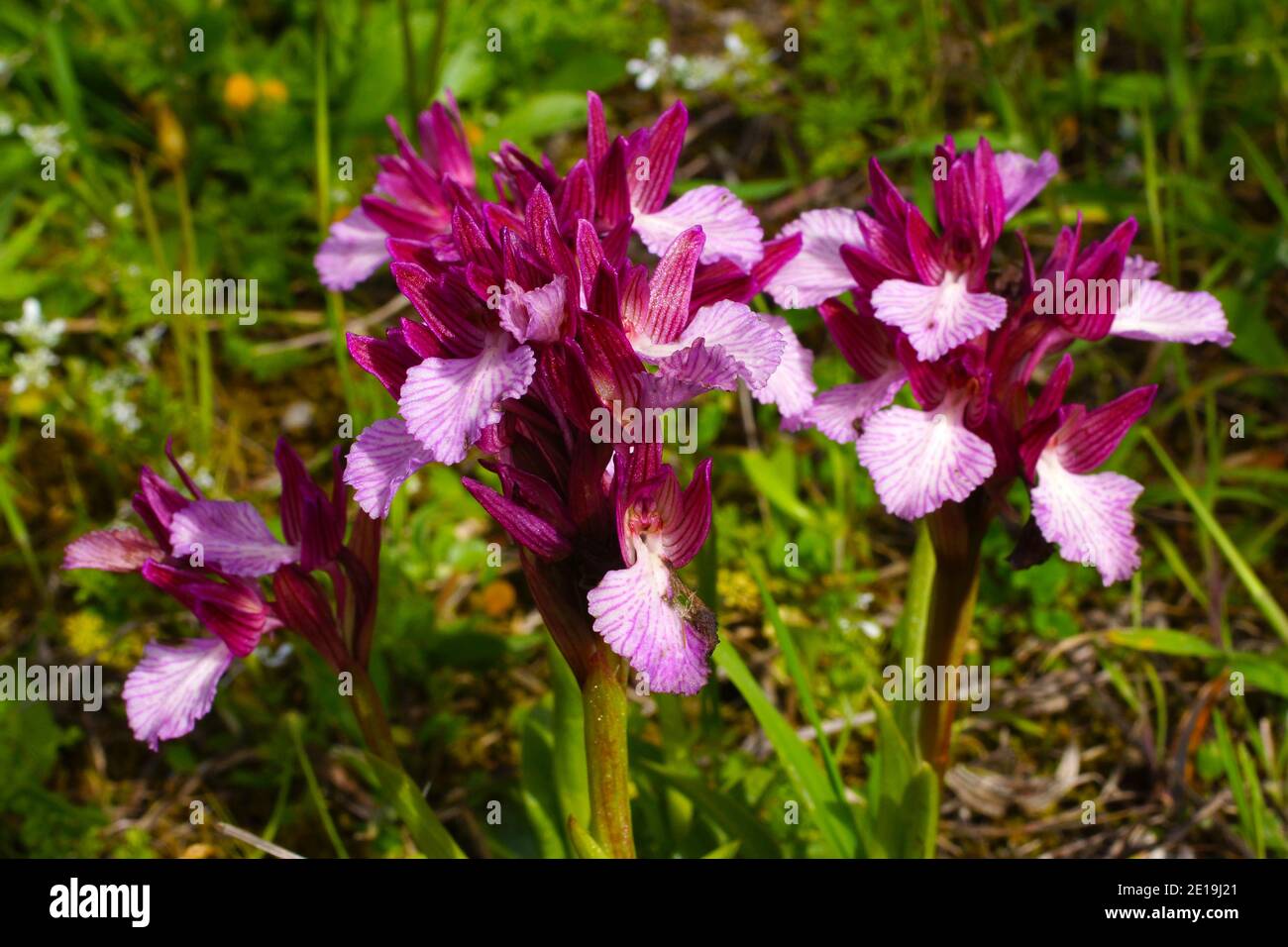 Purple flowers of Orchis papilionacea, the butterfly orchid, on Crete ...