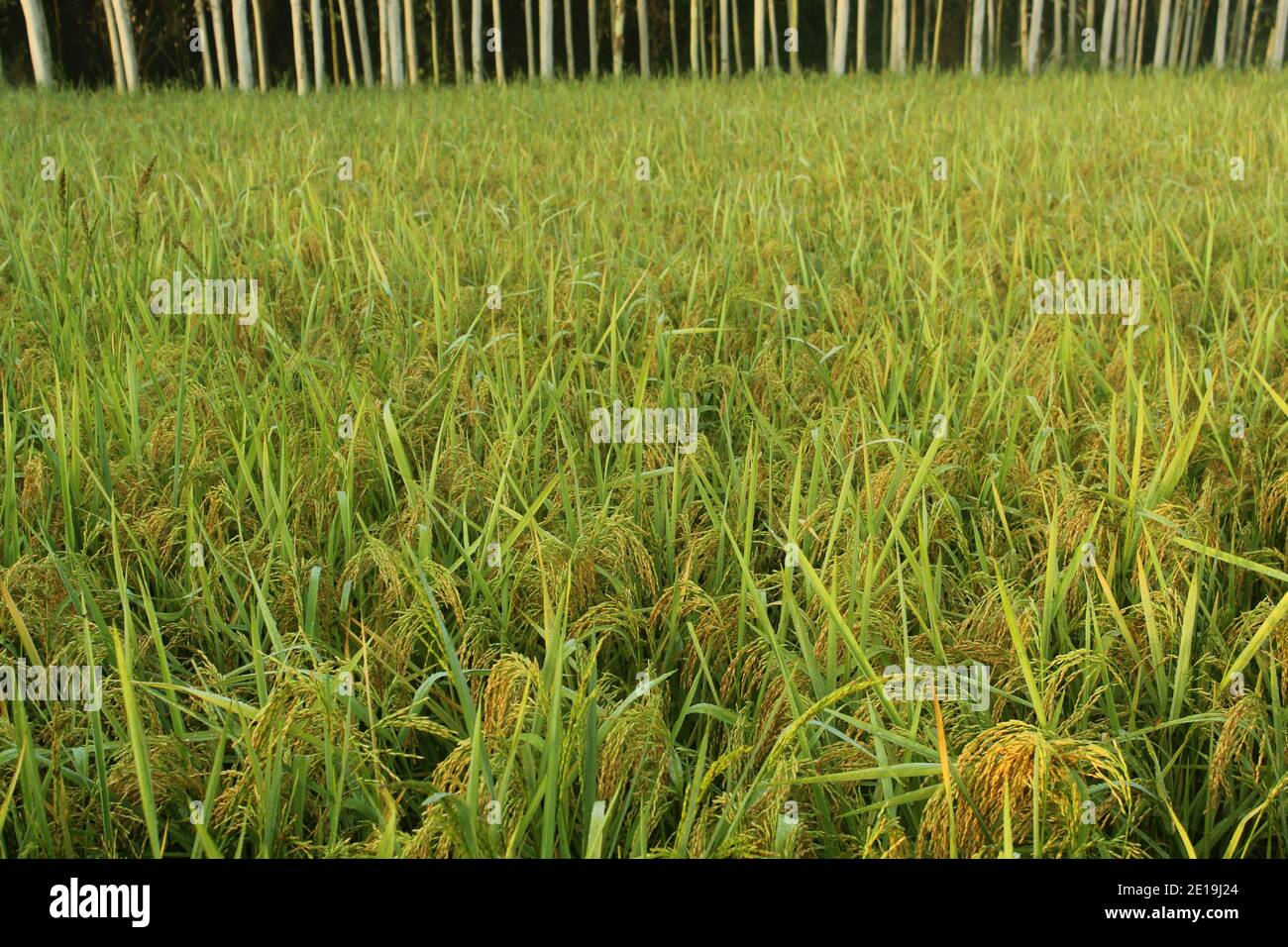 rice field india Stock Photo - Alamy