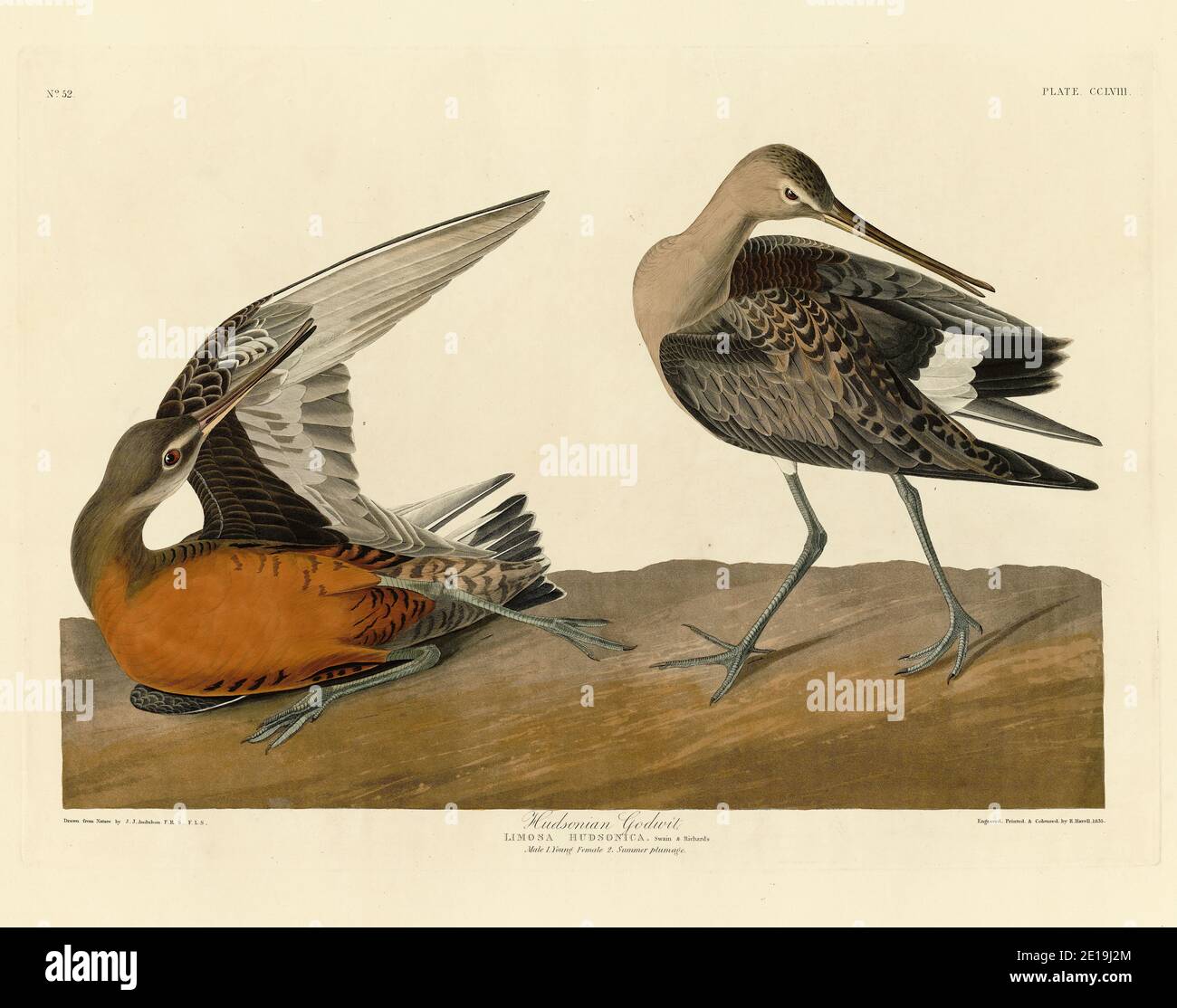 Plate 258 Hudsonian Godwit from The Birds of America folio (1827–1839 ...