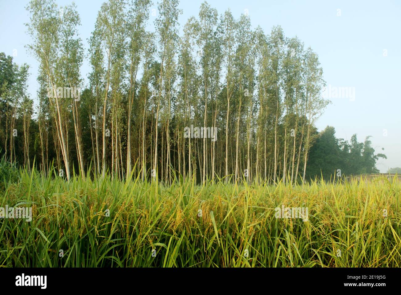 rice field india Stock Photo - Alamy