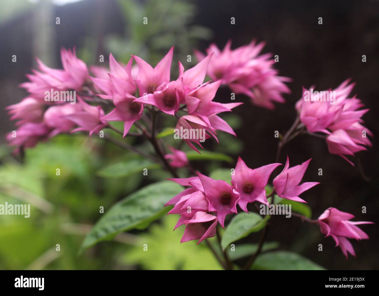 beautiful purple color flower seen in a home garden in Sri Lanka Stock ...