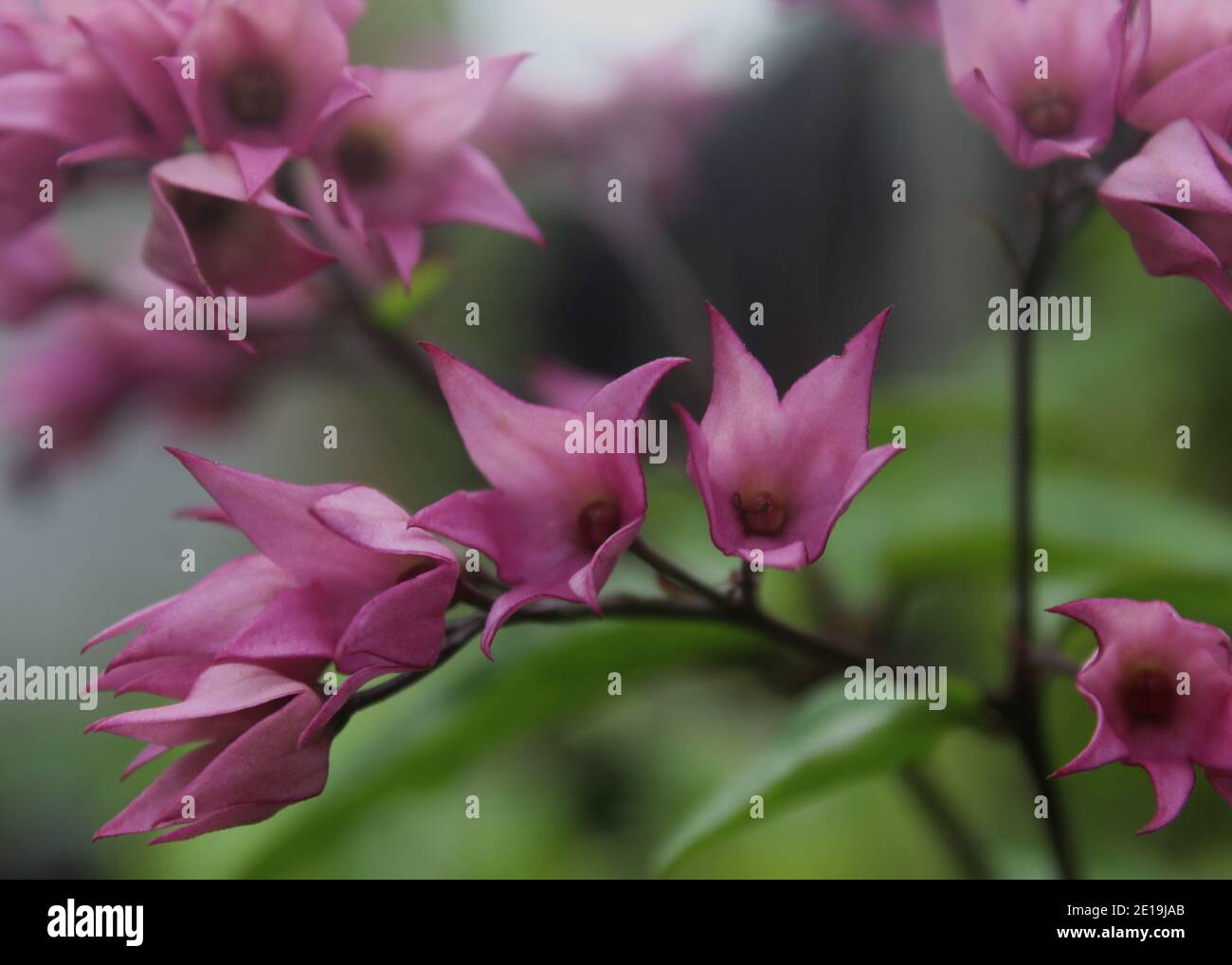 beautiful purple color flower seen in a home garden in Sri Lanka Stock ...