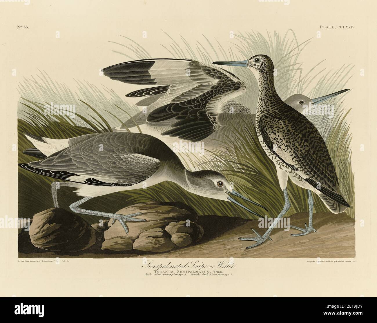 Beautifully coloured nineteenth century avian art hi-res stock ...