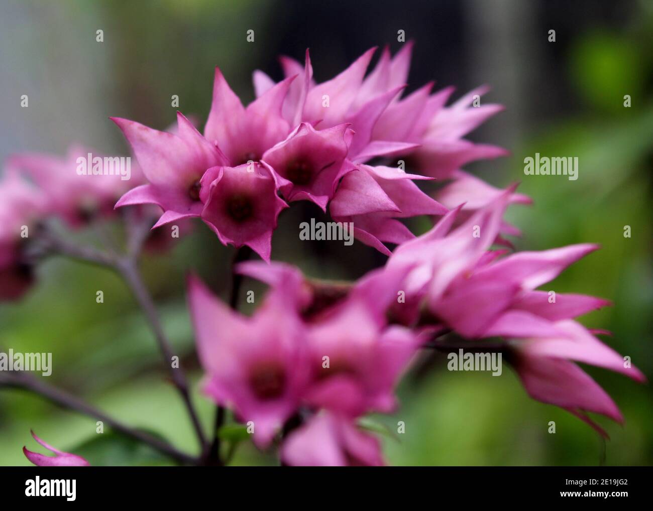 beautiful purple color flower seen in a home garden in Sri Lanka Stock ...