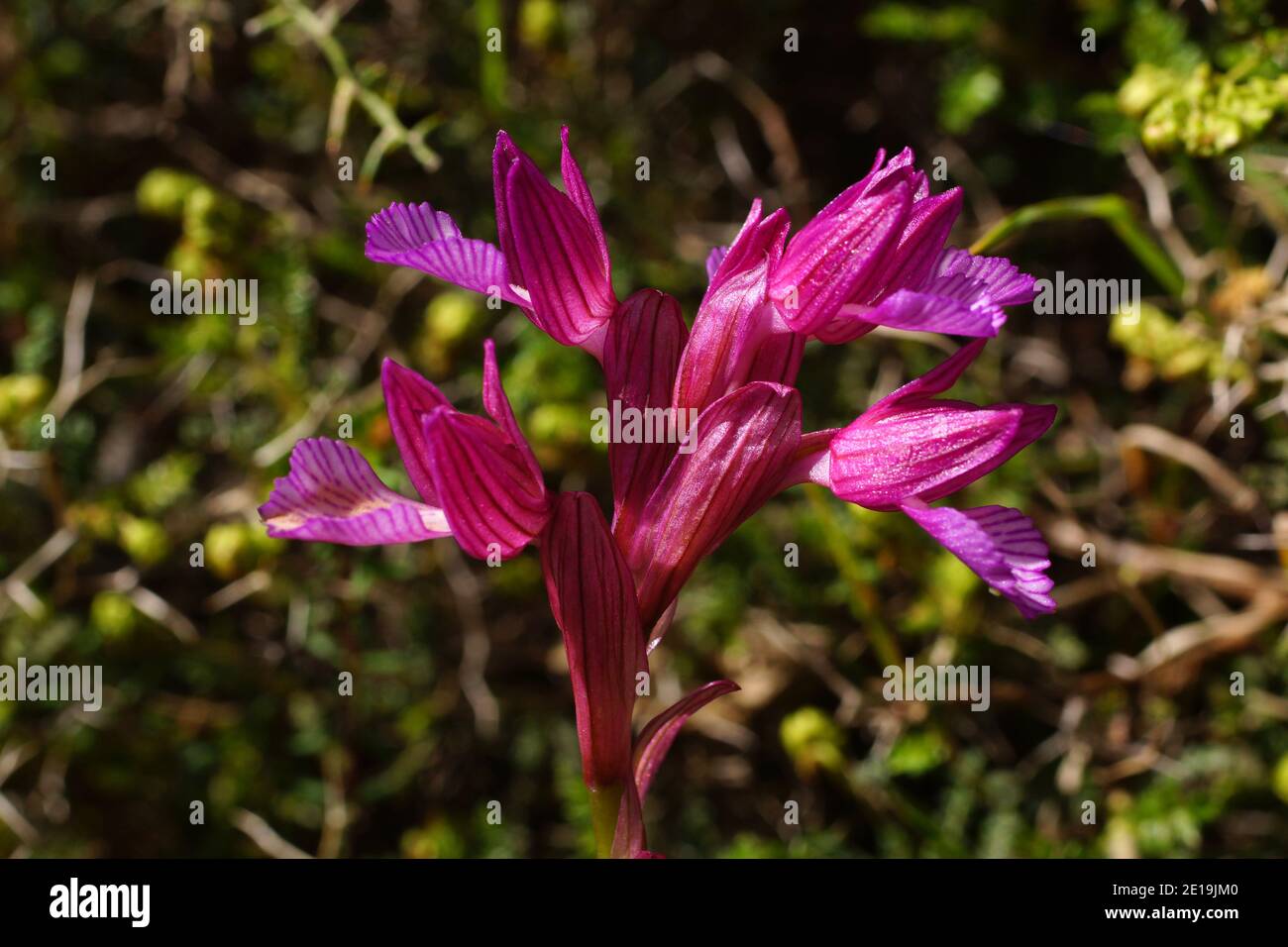 Purple flower of Orchis papilionacea, the butterfly orchid, on Crete in ...