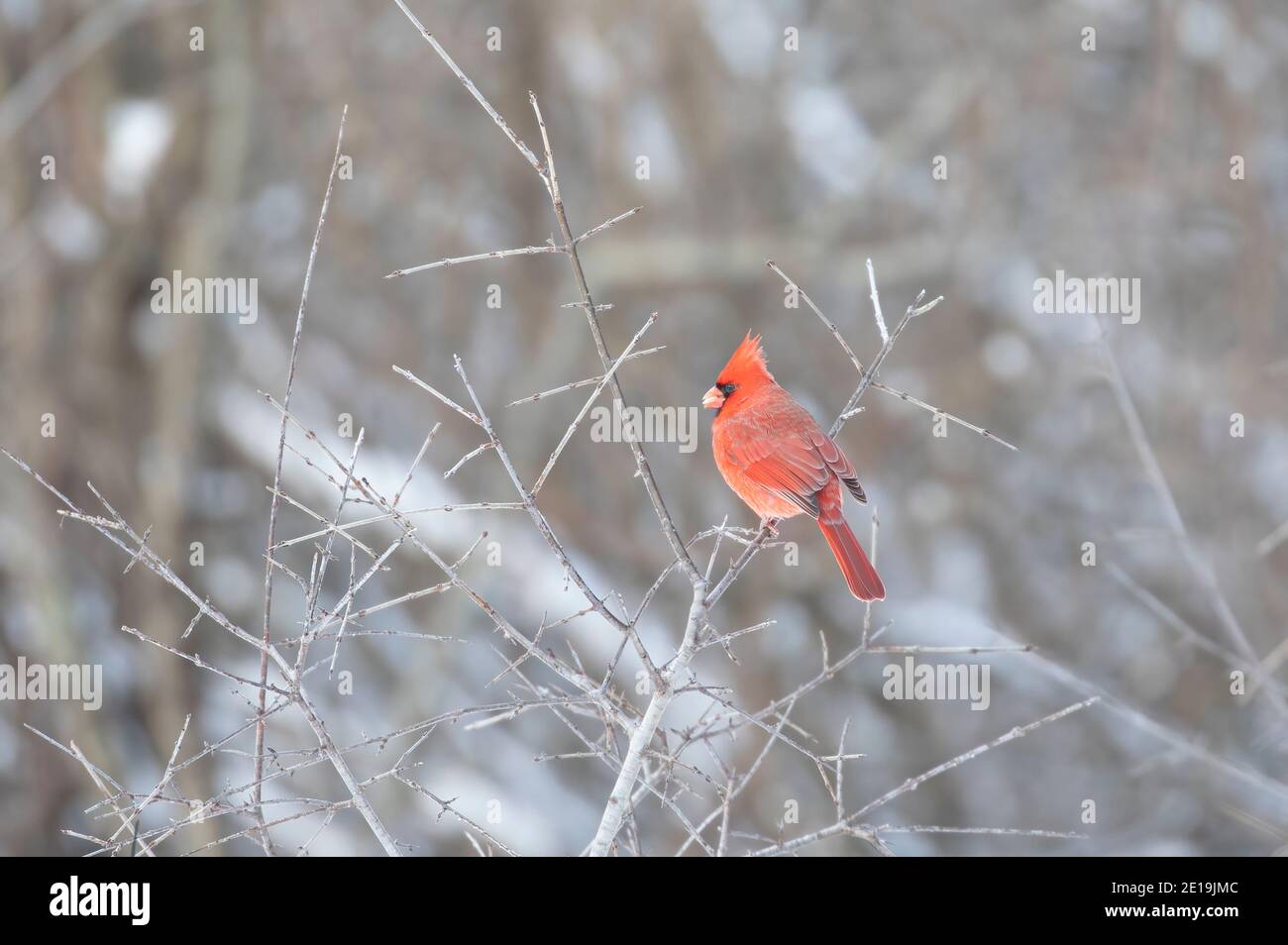 Northern Cardinal male - Cardinalis cardinalis perched on a branch on a ...