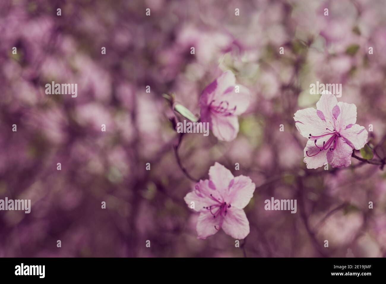 Stylized blooms hi-res stock photography and images - Alamy