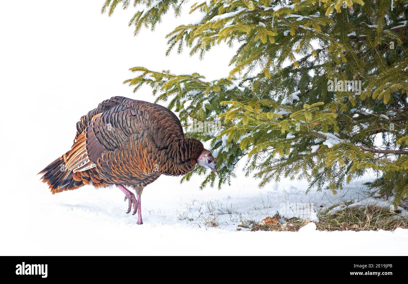 Canada Turkey High Resolution Stock Photography and Images - Alamy