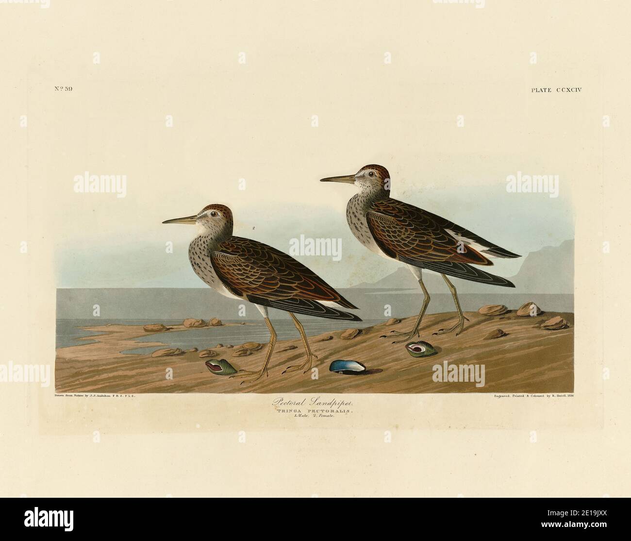 Beautifully coloured nineteenth century avian art hi-res stock ...