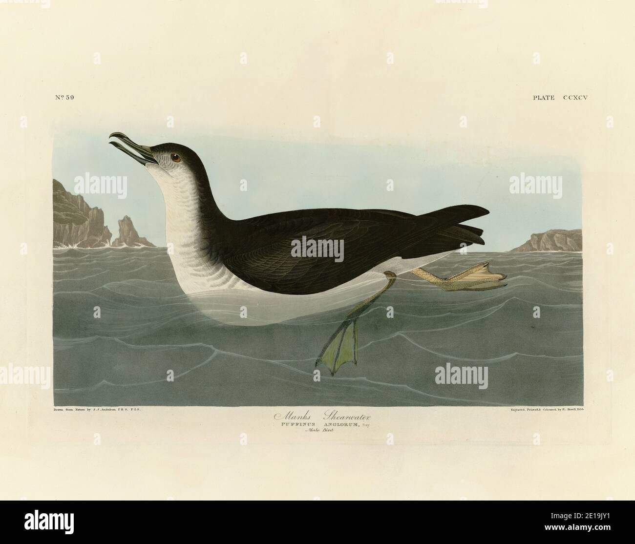 Manks shearwater hi-res stock photography and images - Alamy