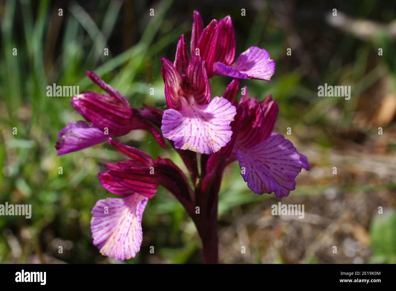 Purple flower of Orchis papilionacea, the butterfly orchid, on Crete in ...