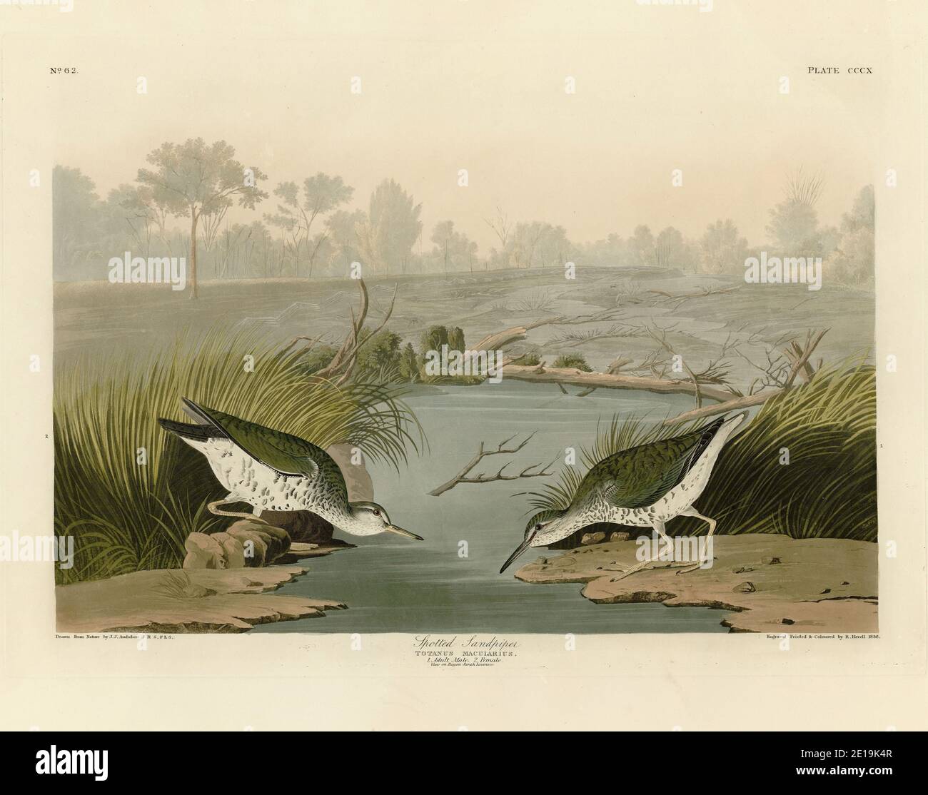 Best bird illustrations hi-res stock photography and images - Alamy