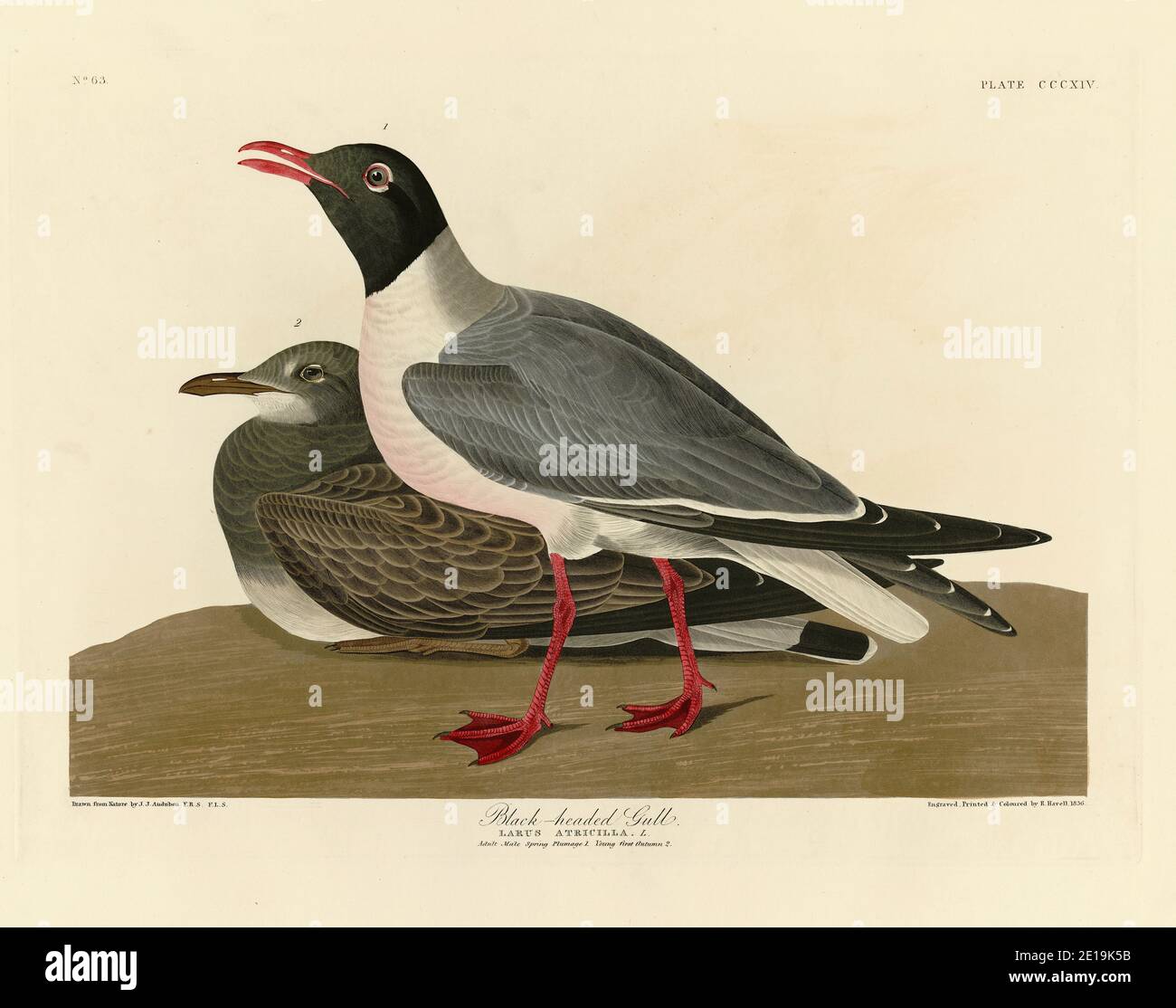 Plate 314 prints hi-res stock photography and images - Alamy