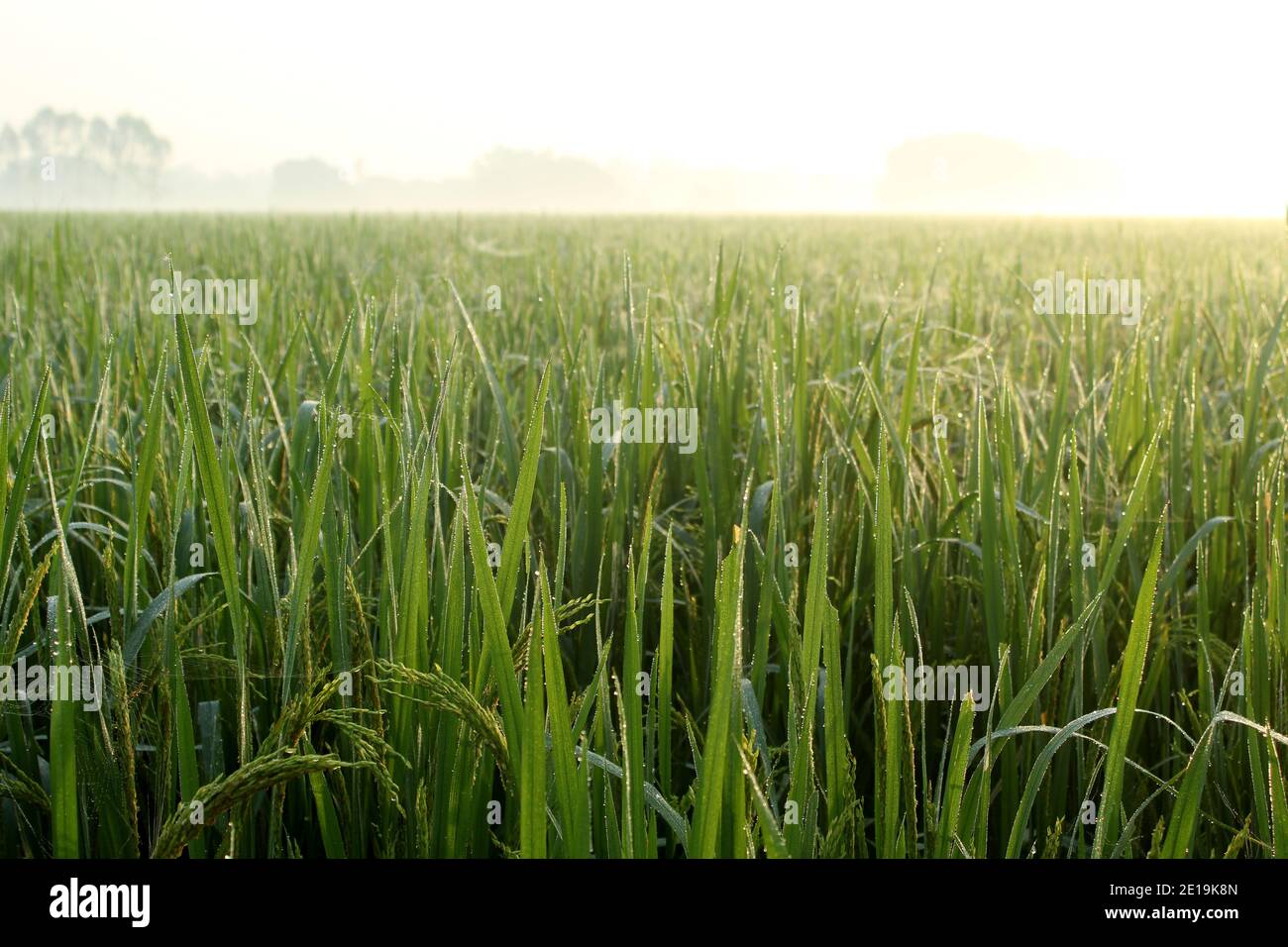 Rice field india hi-res stock photography and images - Alamy