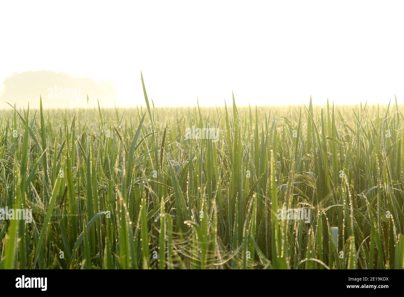 rice field india Stock Photo - Alamy