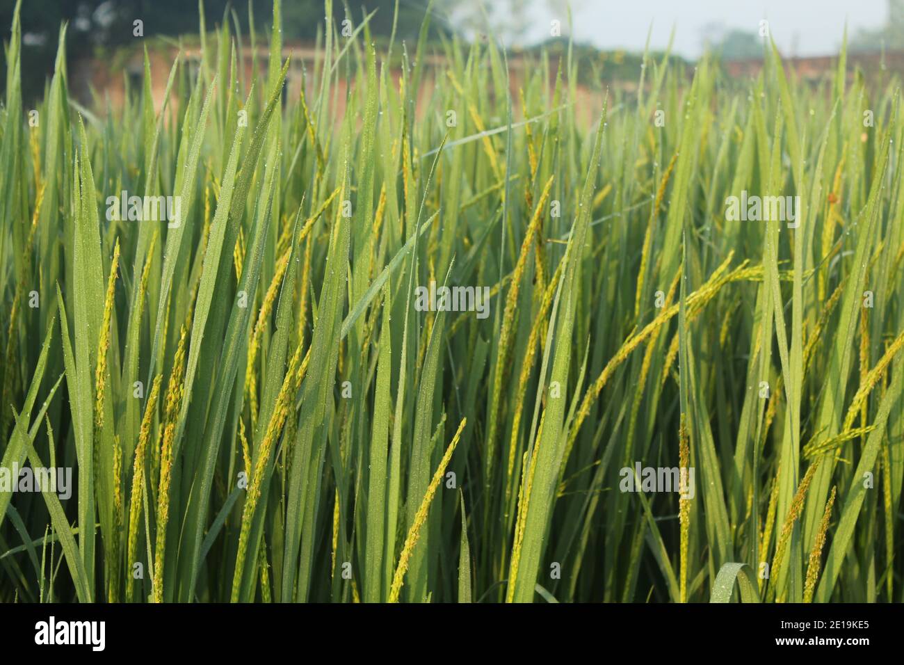 rice field india Stock Photo - Alamy