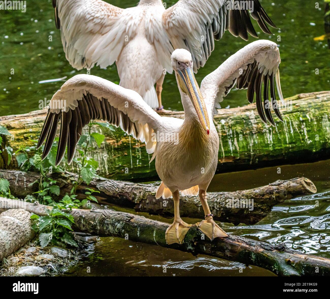 The Great White Pelican, Pelecanus onocrotalus also known as the rosy ...