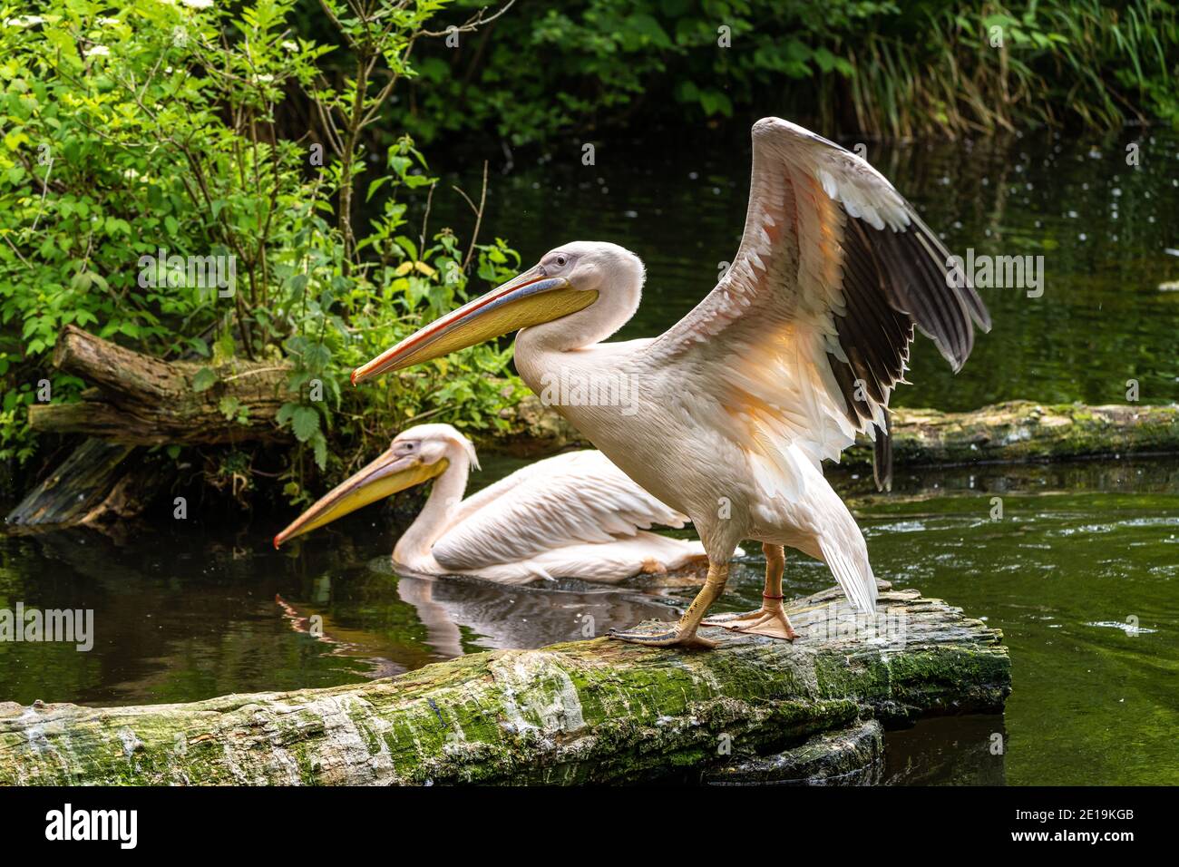 The Great White Pelican, Pelecanus onocrotalus also known as the rosy ...