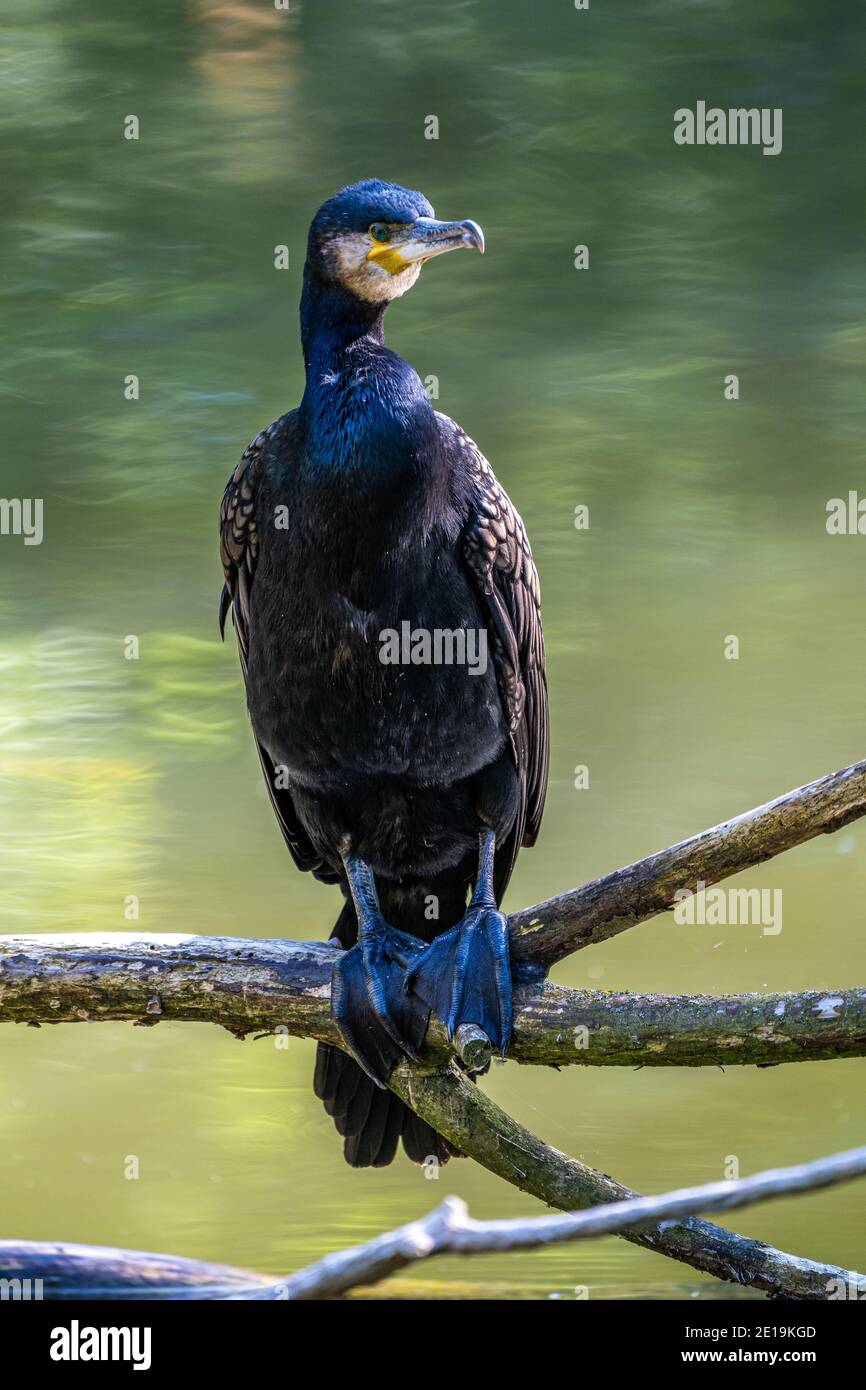 The great cormorant, Phalacrocorax carbo known as the great black ...