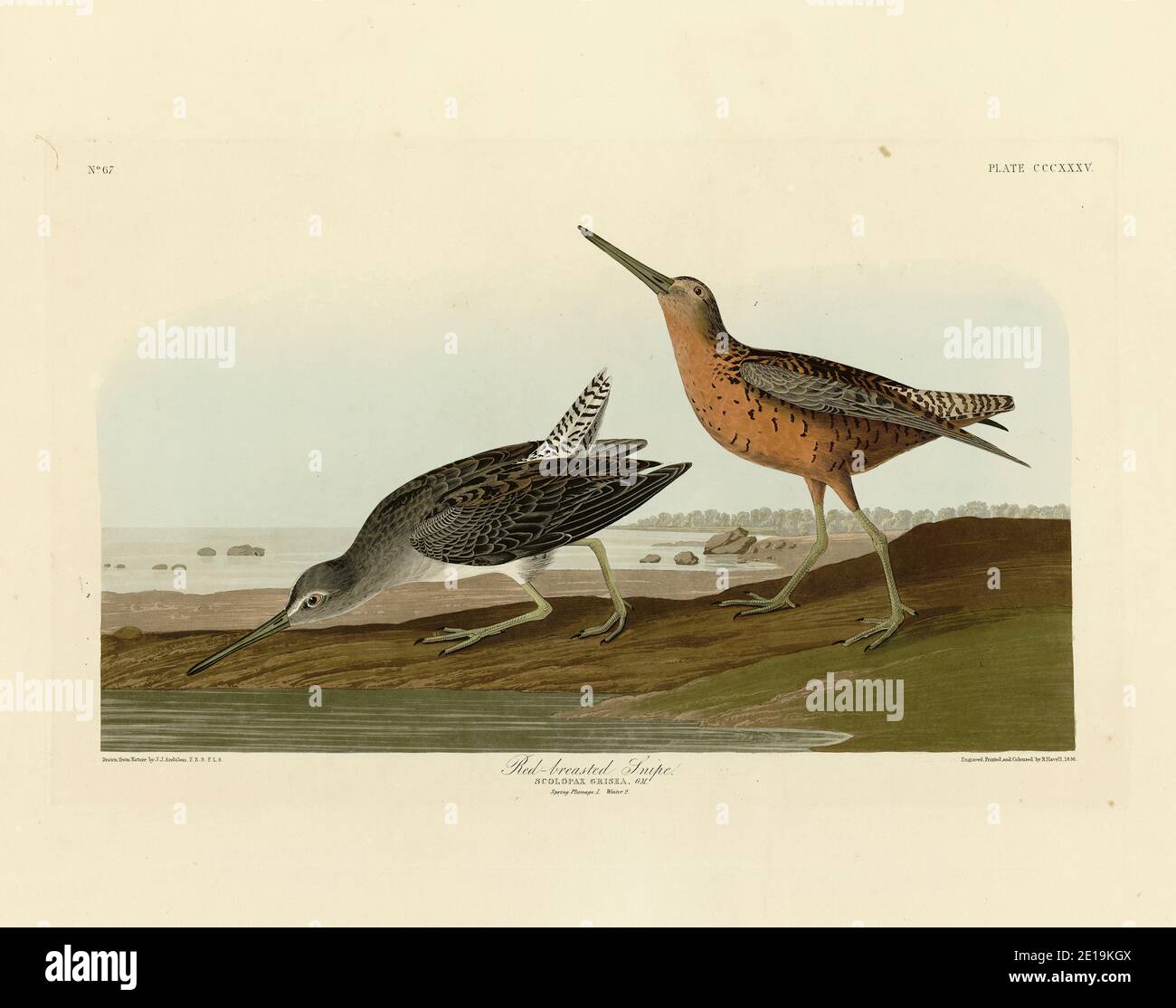 Plate 335 Red-breasted Snipe (Short-billed Dowitcher) The Birds of ...