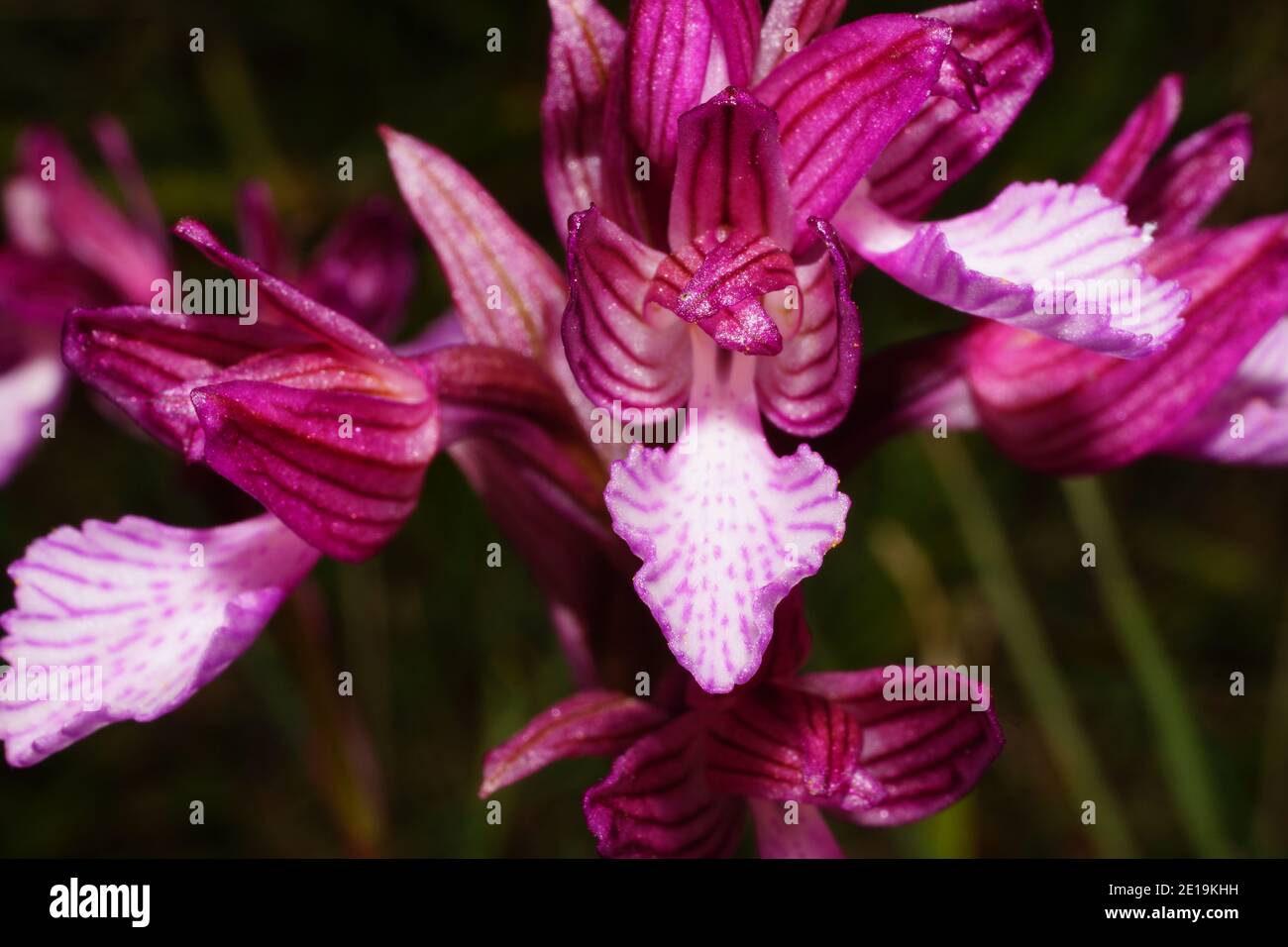 Purple flower of Orchis papilionacea, the butterfly orchid, on Crete in ...