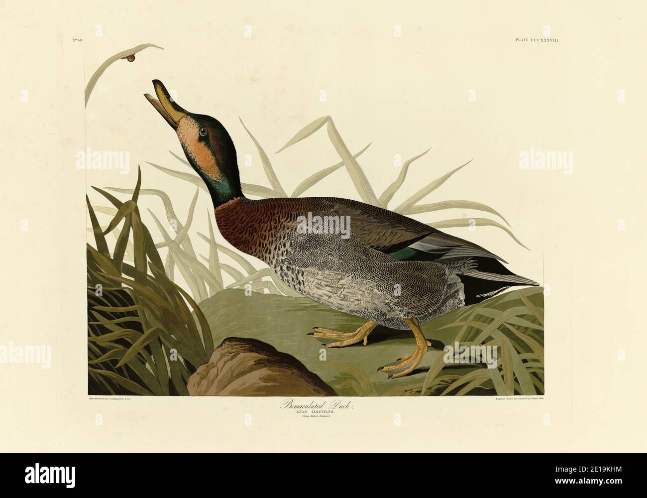 Brewers duck hi-res stock photography and images - Alamy