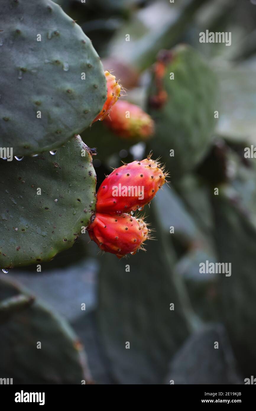 Red prickly pear cactus hi-res stock photography and images - Alamy