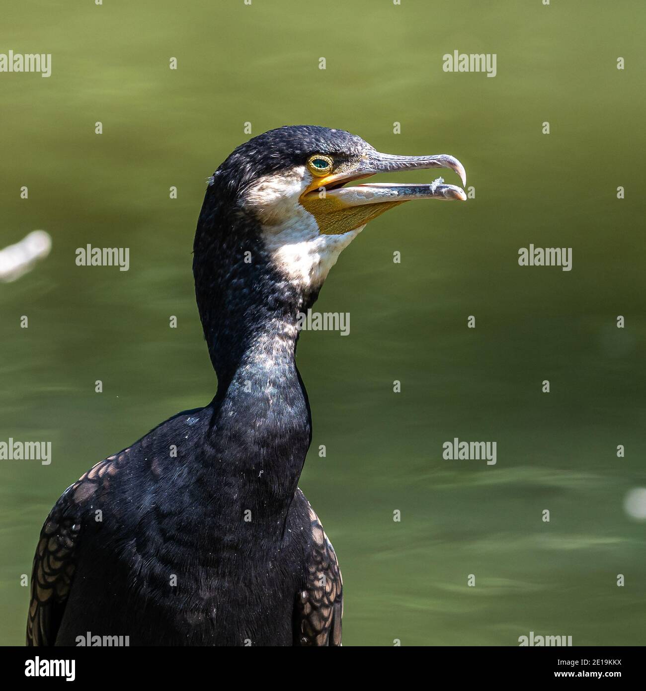 The great cormorant, Phalacrocorax carbo known as the great black ...