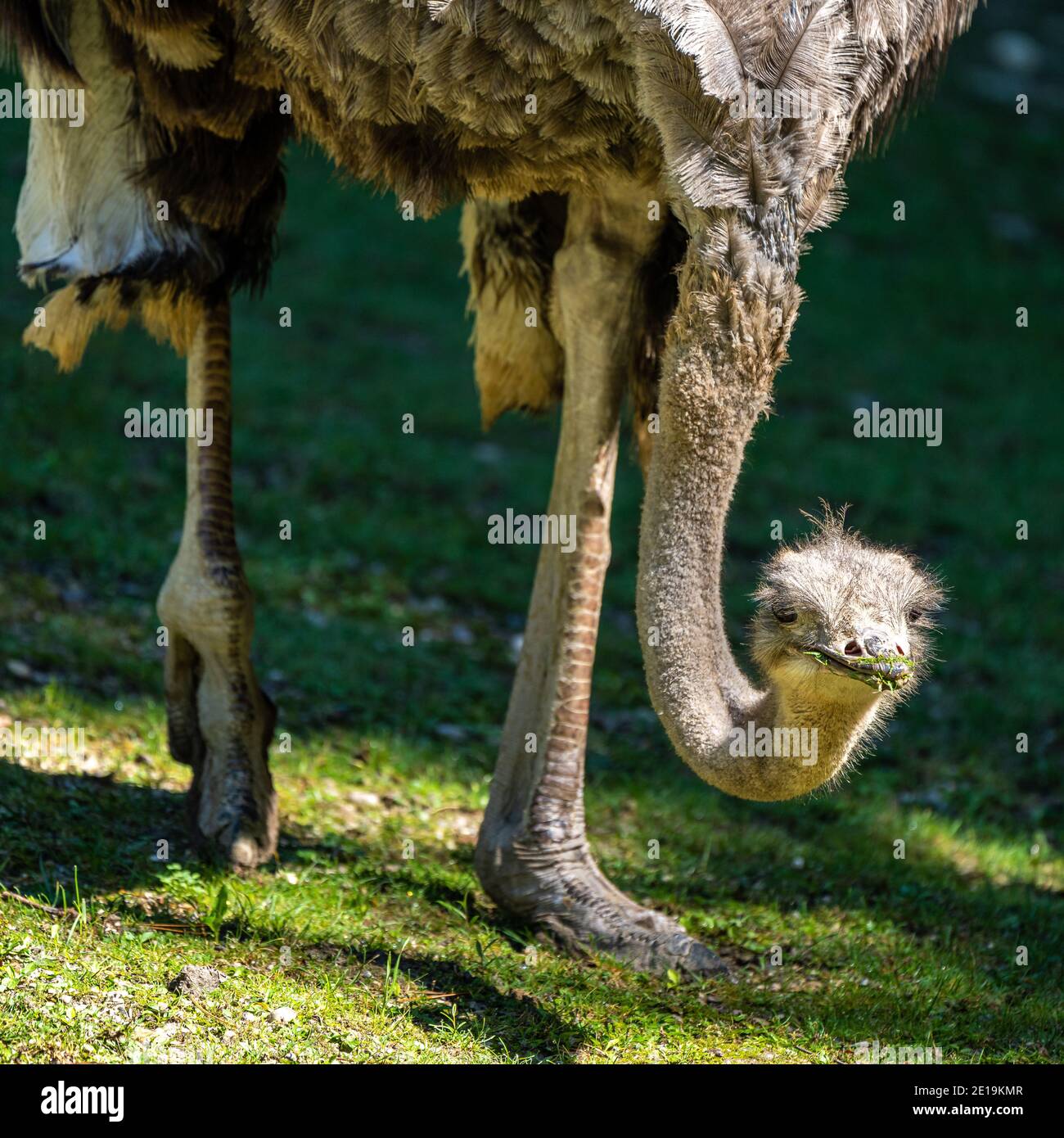 The common ostrich, Struthio camelus, or simply ostrich, is a species ...