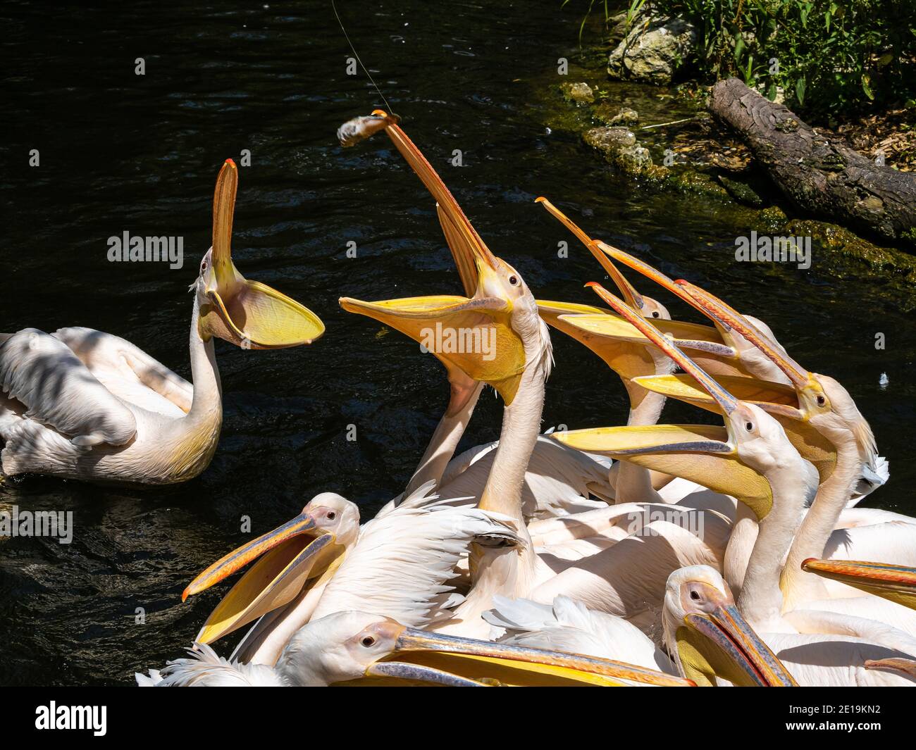 The Great White Pelican, Pelecanus onocrotalus also known as the rosy ...