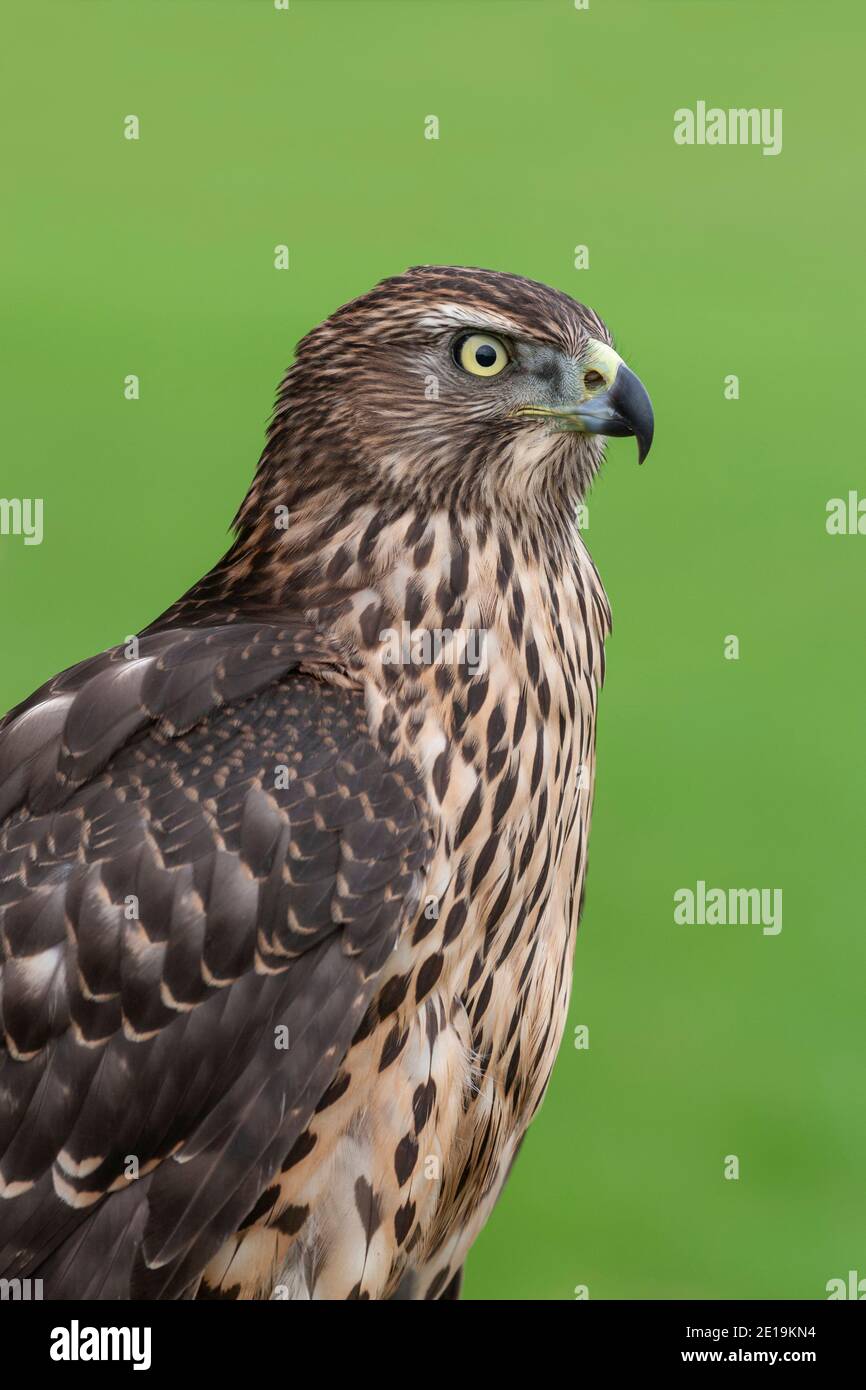 Immature goshawk (Accipiter gentilis), Controlled, Cumbria, UK Stock ...