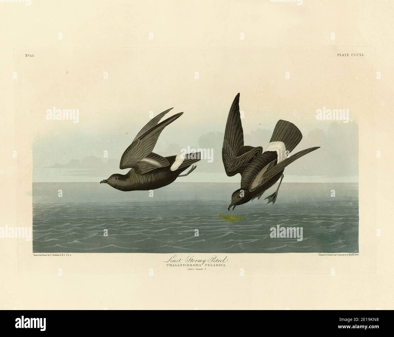 Beautifully coloured nineteenth century avian art hi-res stock ...