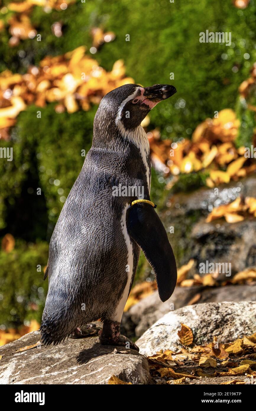 The Humboldt Penguin, Spheniscus humboldti also termed Peruvian penguin ...