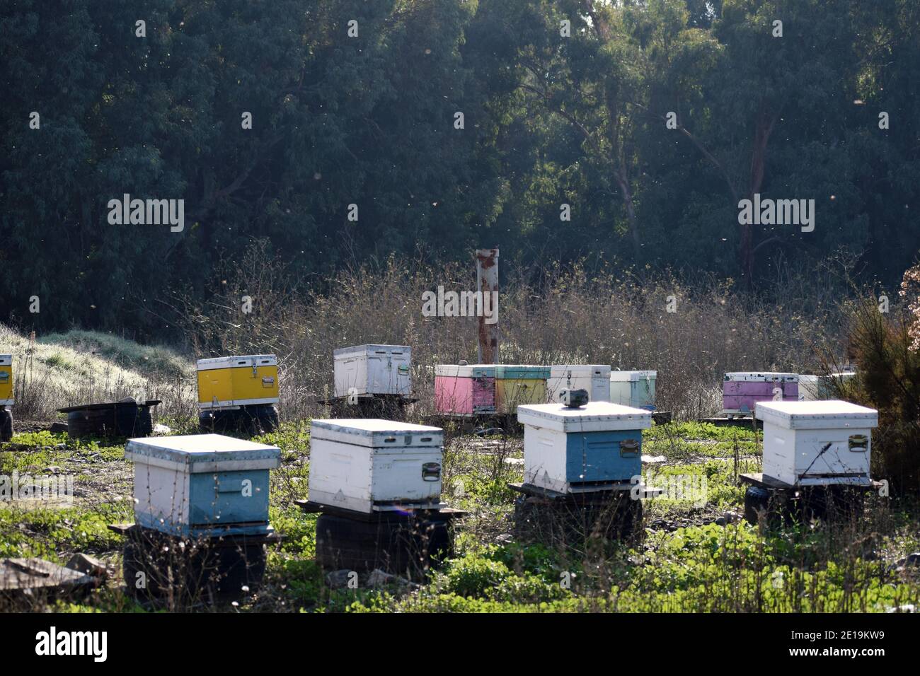 Cypriot insects hi-res stock photography and images - Alamy