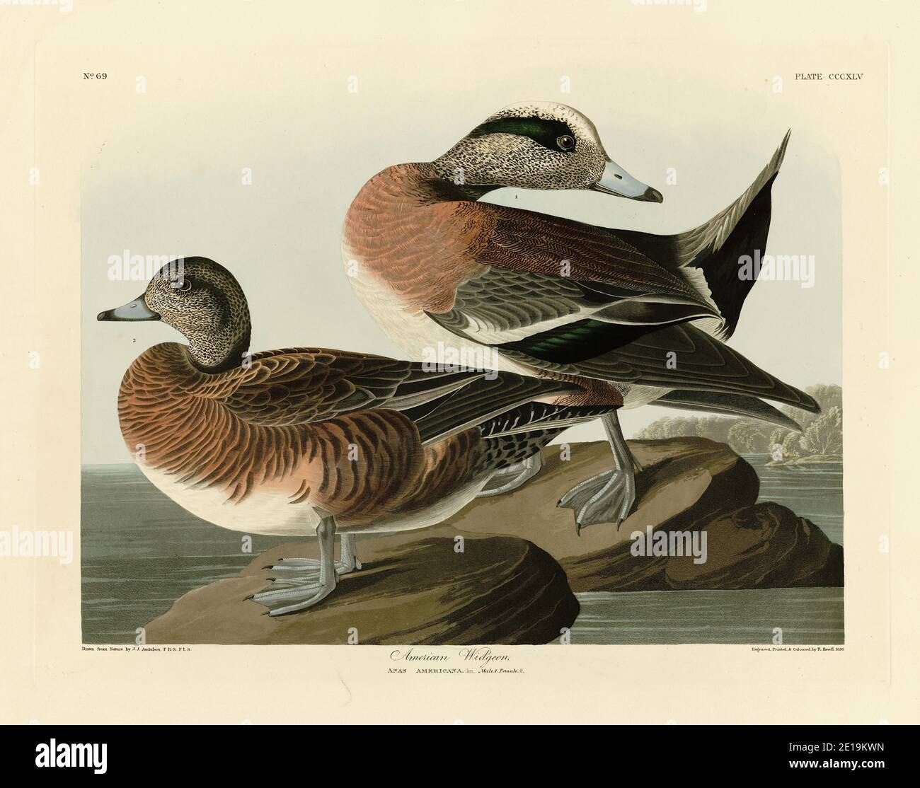 Baldpate duck hi-res stock photography and images - Alamy