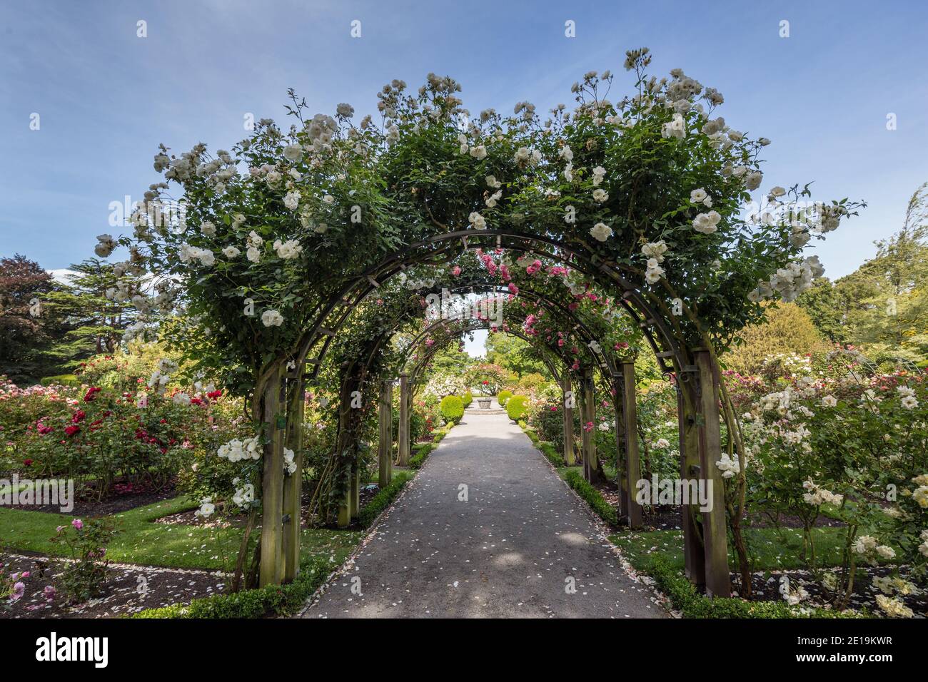 Rose arch in the Christchurch botanical gardens Stock Photo - Alamy