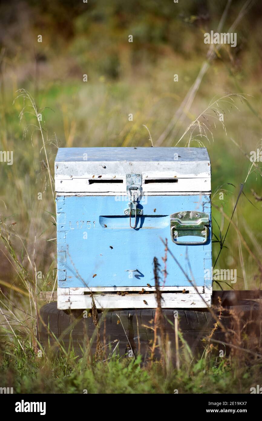 Blue and white wooden Bee Hive Stock Photo - Alamy