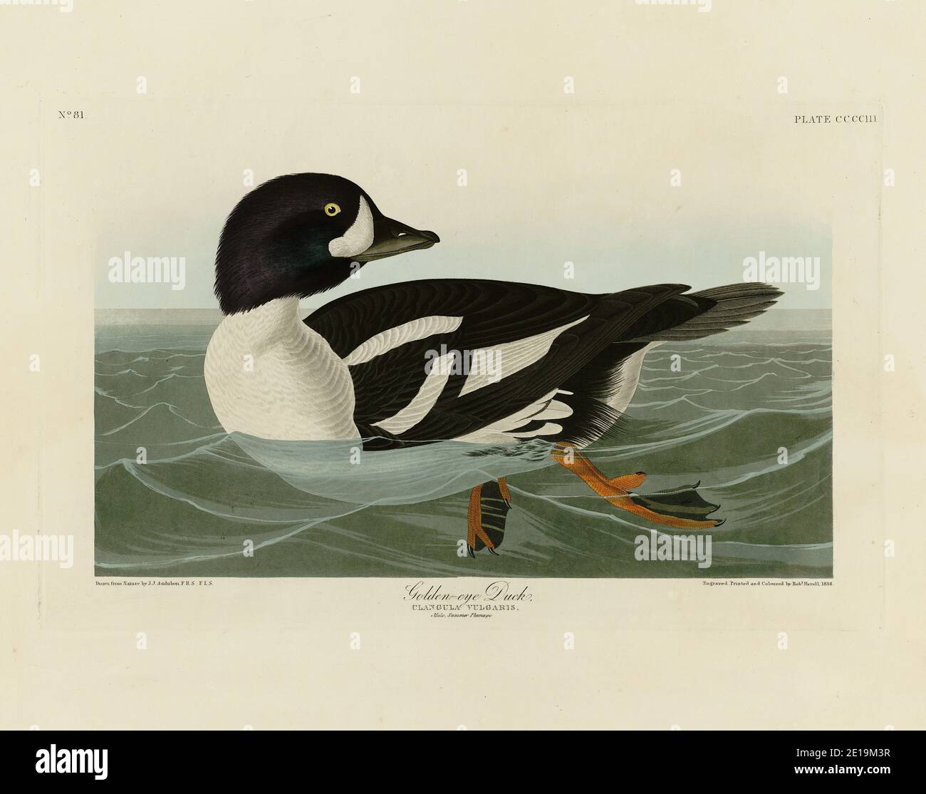 Plate 403 Golden-eye Duck (Barrows Goldeneye) The Birds of America ...