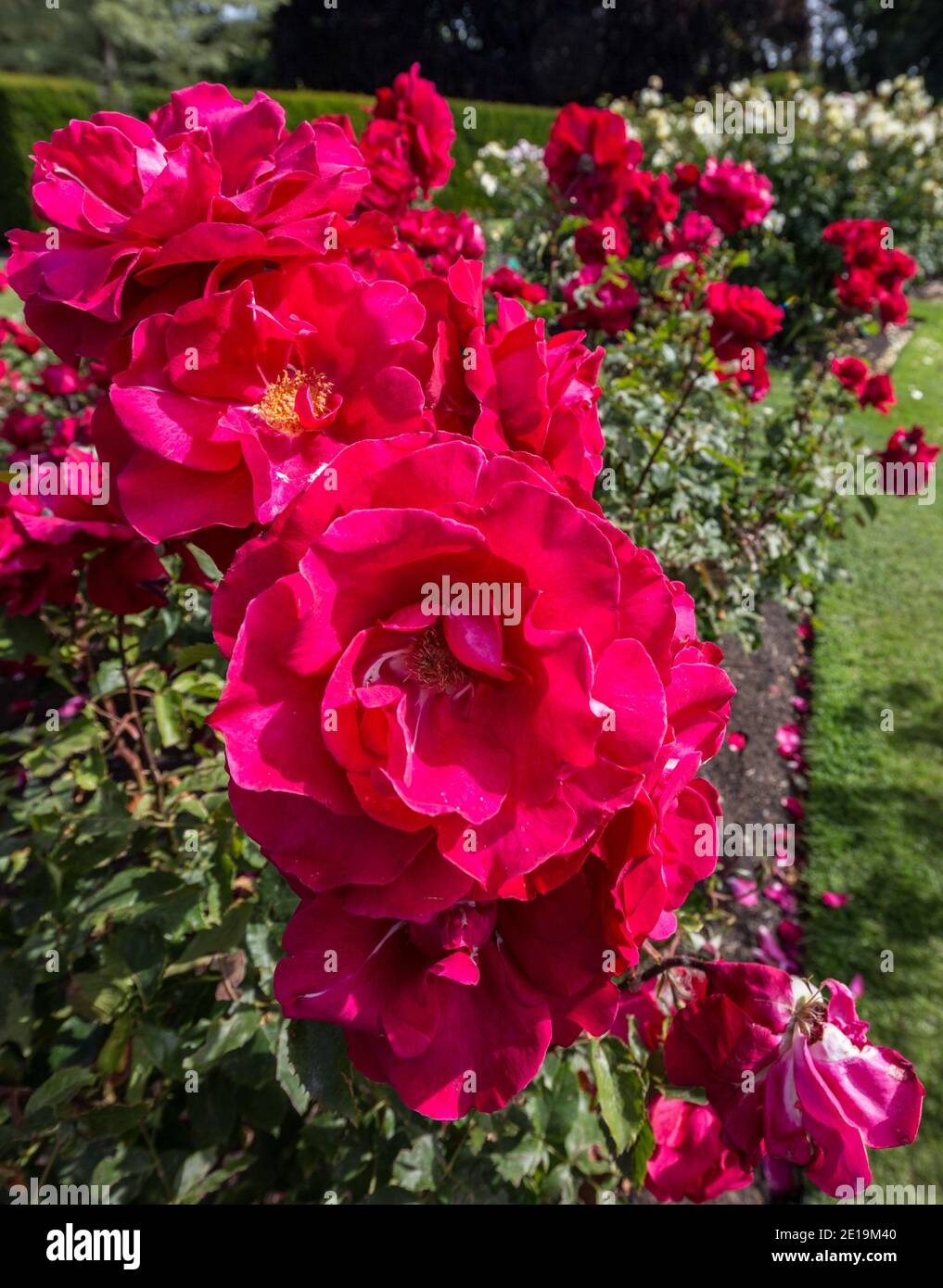 Rose garden botanic gardens christchurch hi-res stock photography and ...
